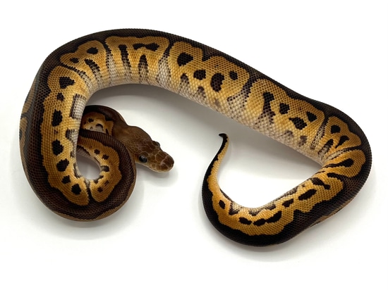 Black Pastel Clown Female Ball Python by Maestro Exotics