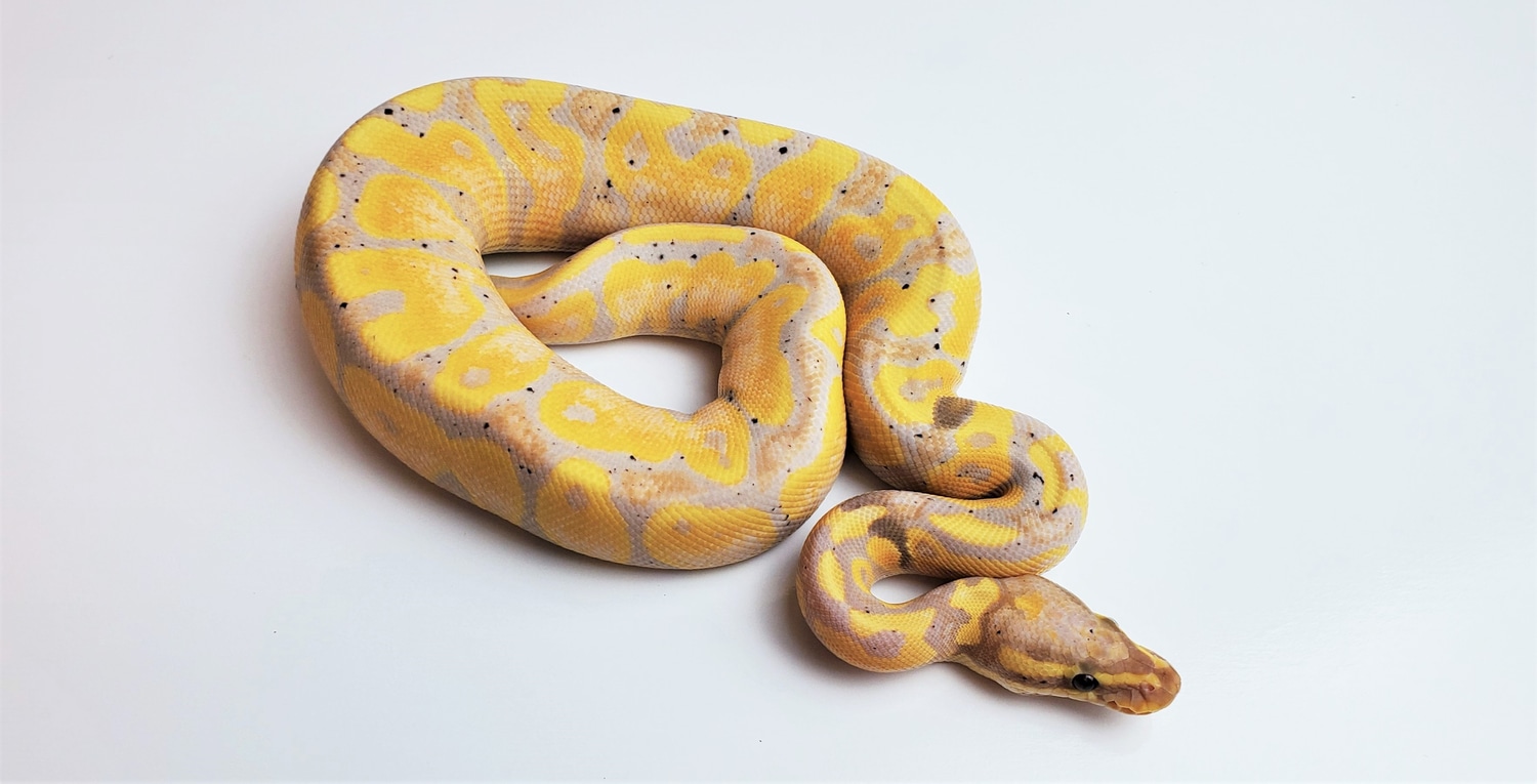 *SALE* Coral Glow, Yellow Belly *PROVEN BREEDER* Ball Python by Focus ...