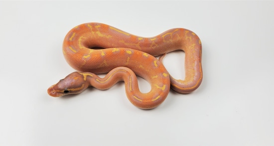 Coral Glow Freeway Ball Python by Focus On The Ball Pythons