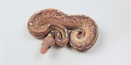 Bongo Coral Glow Lesser Pastel Asphalt Or YB Ball Python by Focus On The Ball Pythons