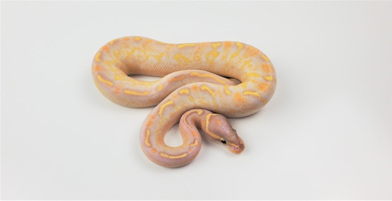 Coral Glow Freeway Ball Python by Focus On The Ball Pythons