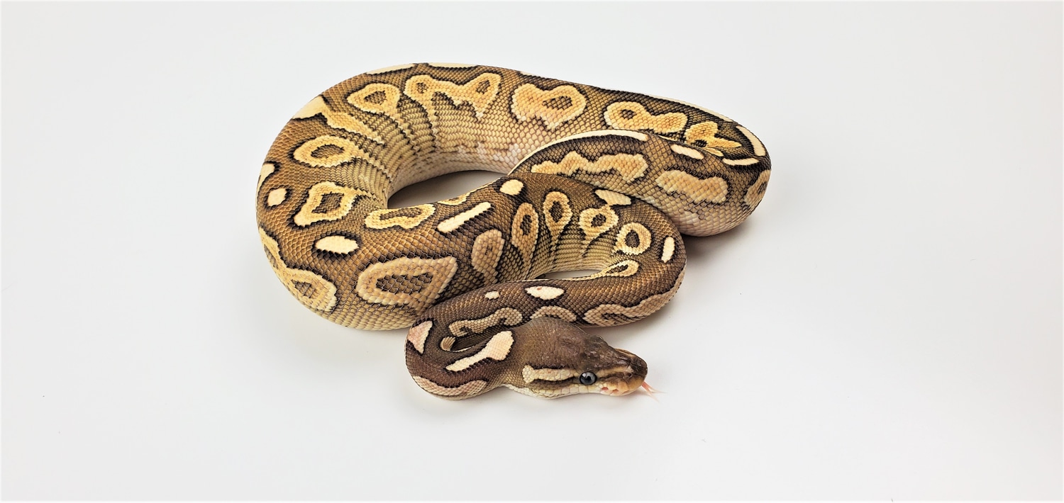 Bongo Lesser Asphalt Or YB Ball Python by Focus On The Ball Pythons ...