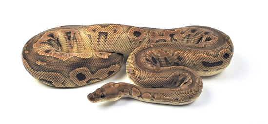 Black Pastel Clown Ball Python by Focus On The Ball Pythons