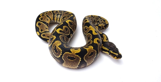 Asphalt Ball Python by Focus On The Ball Pythons