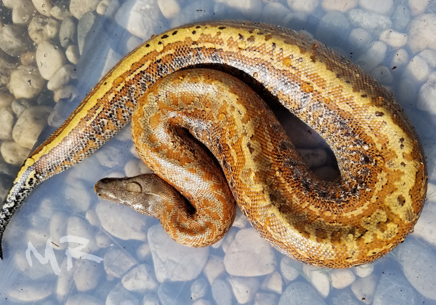 Batik Het T- Albino Blood Python by Maggio's Reptiles - MorphMarket