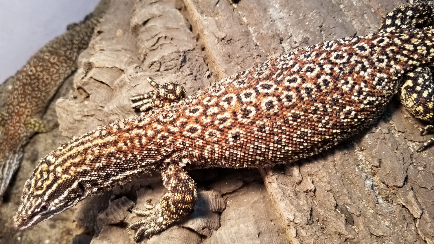 2019 Red Male Ackie Monitor by Maggio's Reptiles - MorphMarket