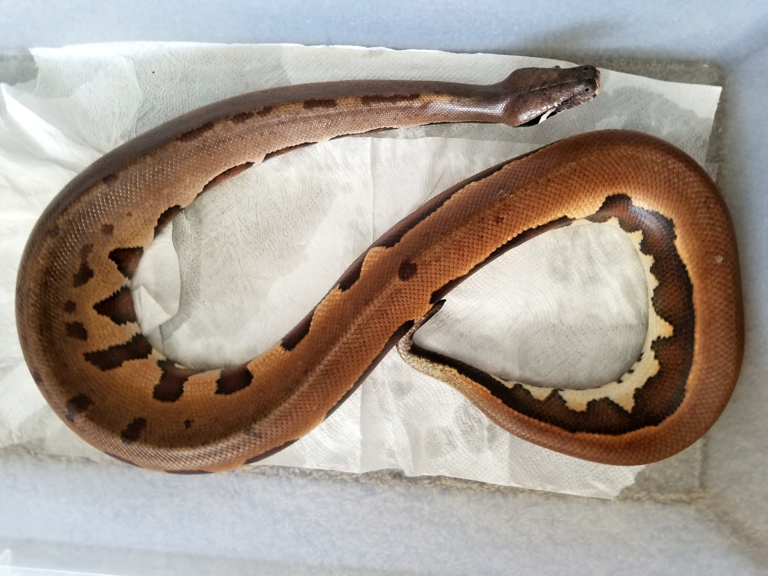 Goldeneye Adult Blood Python by Maggio's Reptiles - MorphMarket