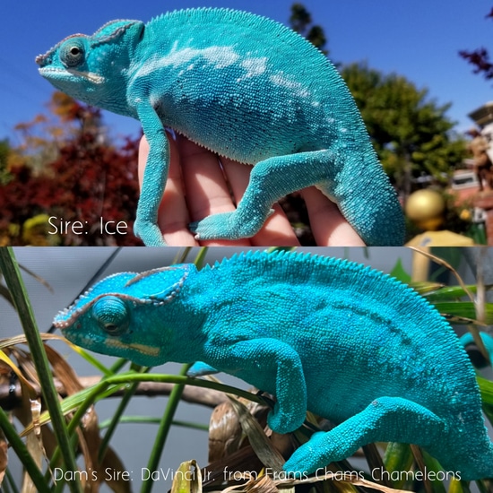"True Blue" Nosy Be Panther Chameleon by Panther Company Chameleons