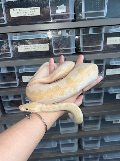 Banana Bamboo Pastel Calico Ball Python by Magic Morphs