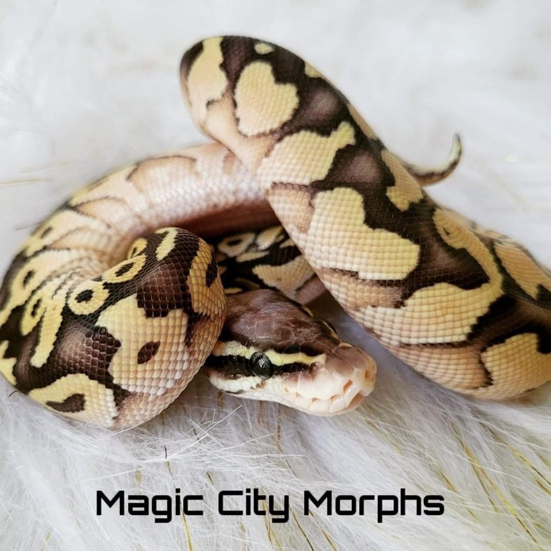 Pastel Lesser (Pos. 50% Het Orange Ghost) Ball Python by Magic City ...