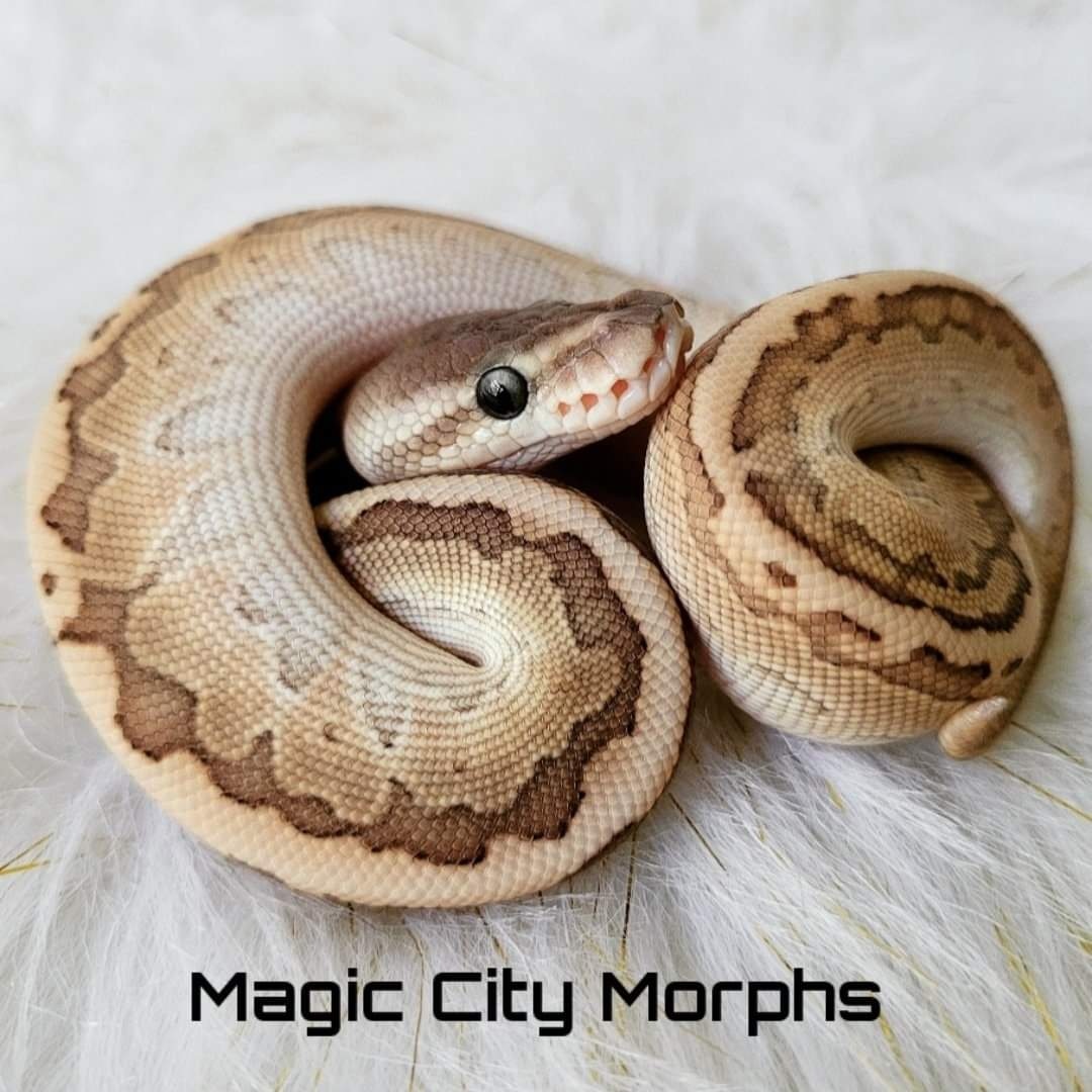Cinnamon Kingpin (Pos. 50% Het Orange Ghost) Ball Python by Magic City ...