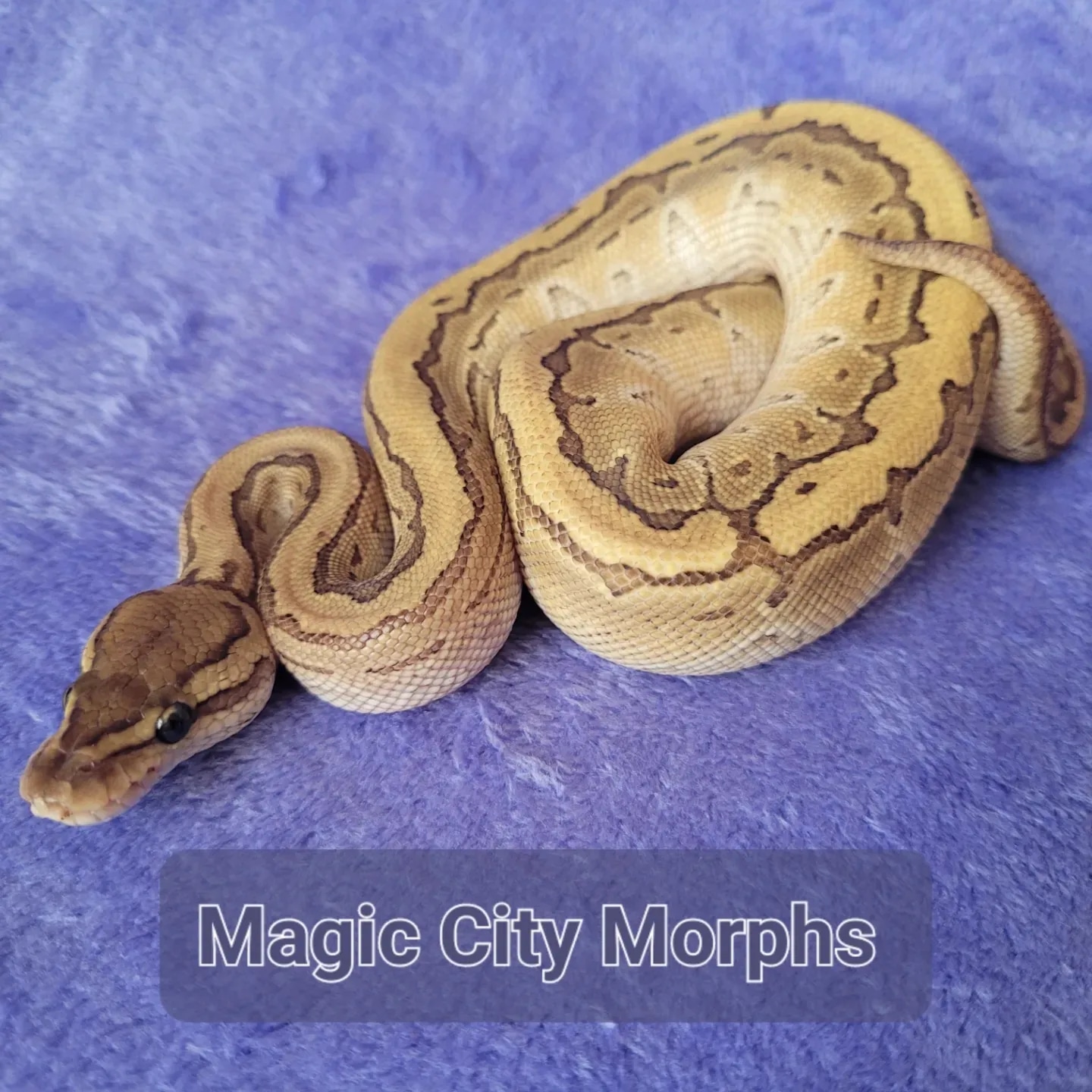 Kingpin (Pos. 50% Het Orange Ghost) Ball Python by Magic City Morphs ...