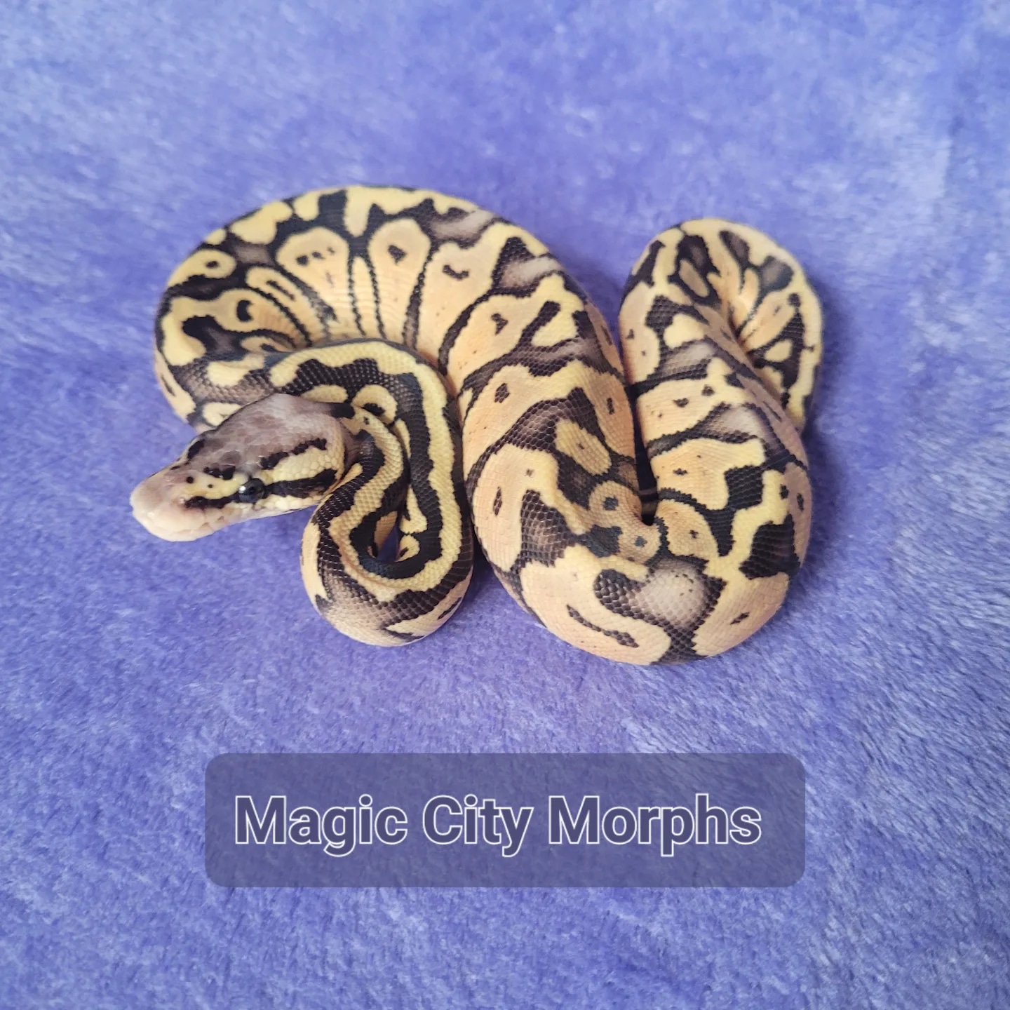 Firefly 100% Het Albino, 66% Het Clown Ball Python by Magic City Morphs - MorphMarket