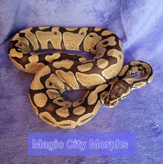 Normal 100% DBL Het Clown/Orange Ghost Ball Python by Magic City Morphs
