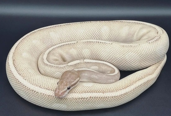 Banana Mystic Potion Ball Python by Magic City Morphs