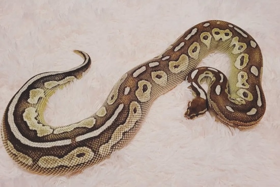Lesser Cinnamon Ball Python by Magic City Morphs
