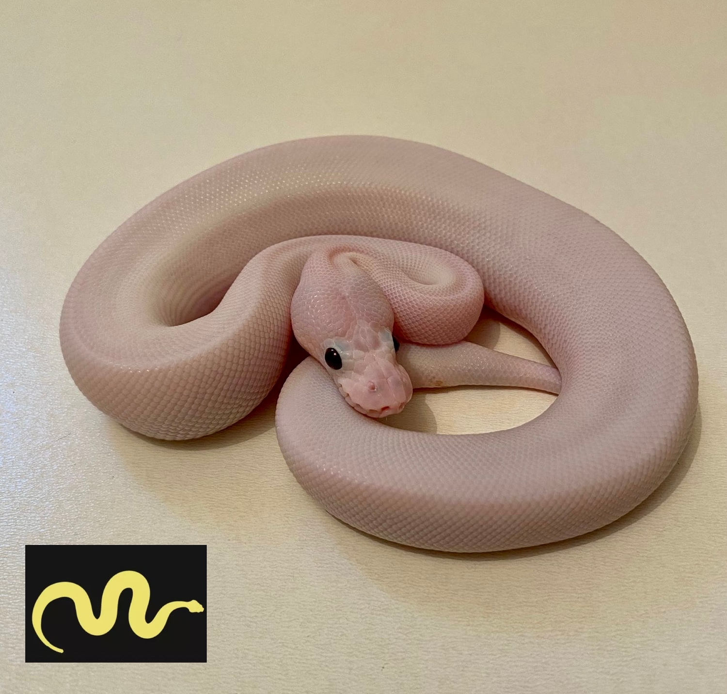 Black Pastel Pied Ball Python by Magnar Royals - MorphMarket