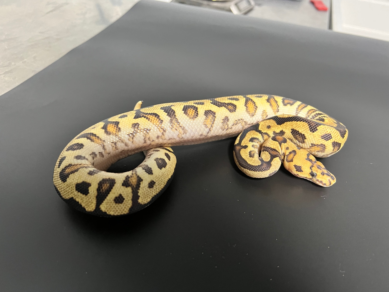 Spotnose Yellow Belly Fire Clown Ball Python by Magnitude Morphs ...