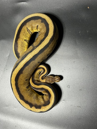 Genetic Stripe Het DG Enhancer Line Ball Python by Magnitude Morphs