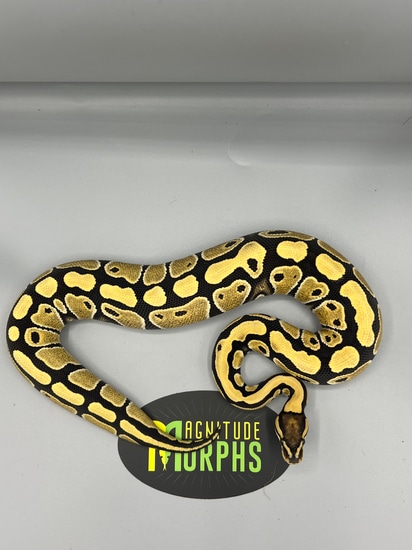 Desert Ghost Enhancer Line Het Clown Ball Python by Magnitude Morphs