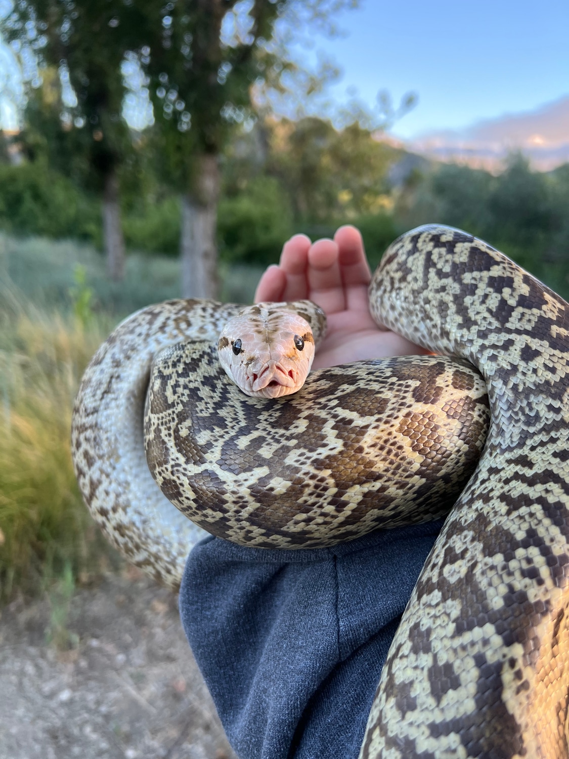 Granite Het Green Burmese Python by Mahni’s Reptiles - MorphMarket