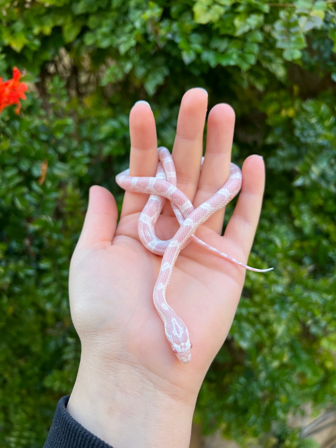 Snow Corn Snake by Mahni’s Reptiles - MorphMarket