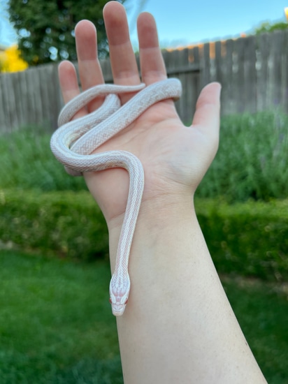 Snow Tessera Corn Snake by Mahni’s Reptiles