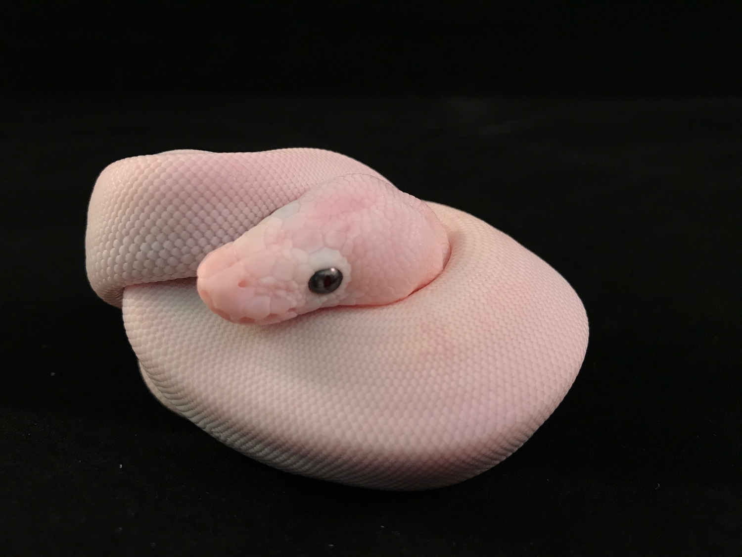 BEL Ball Python by Maiju's Balls - MorphMarket