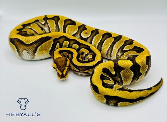 Cypress Crypton Ball Python by Hebyall's
