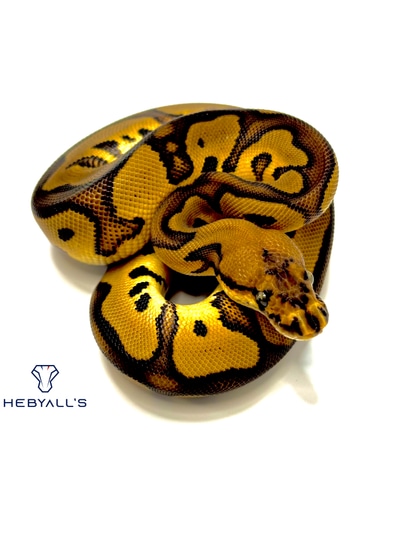 Leopard Red Stripe Clown - NO RESERVE - Ball Python by Hebyall's