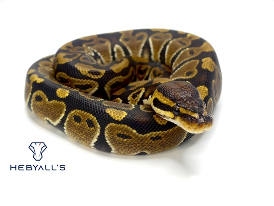 TH Sunset Hypo Clown Ball Python by Hebyall's