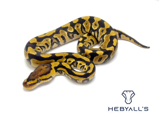 Crypton Het DG Ball Python by Hebyall's