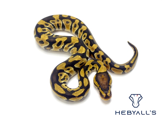 Crypton Het DG Ball Python by Hebyall's