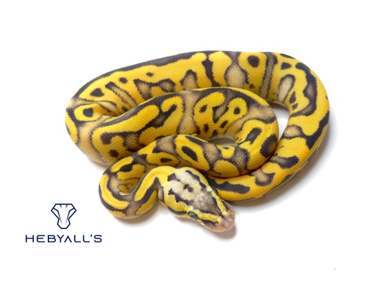 Enchi Leopard YB Pastel DG DH Clown Axanthic VPI (Poss Red Stripe) Ball ...