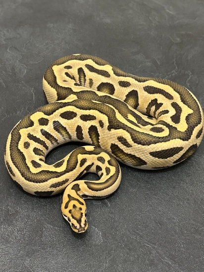 Leopard Crypton DG Ball Python by Hebyall's