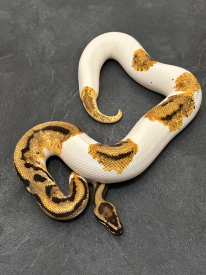 OD YB Leopard Pied DH DG Clown Ball Python by Hebyall's
