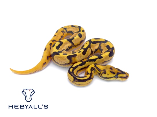 OD YB Fire Spotnose Het Pied Ball Python by Hebyall's