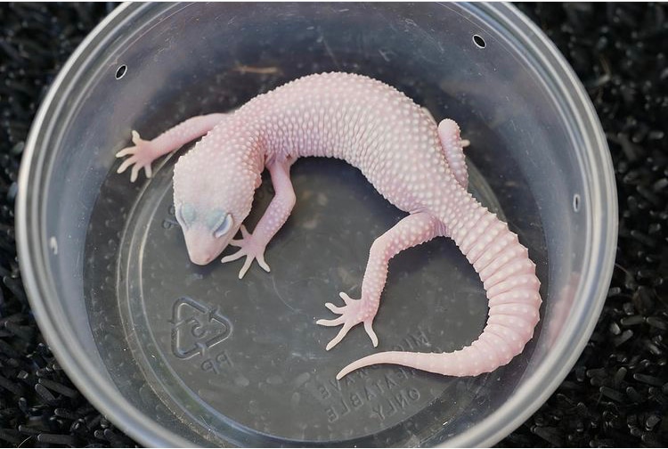 Diablo Blanco Leopard Gecko by Smiley Geckos - MorphMarket