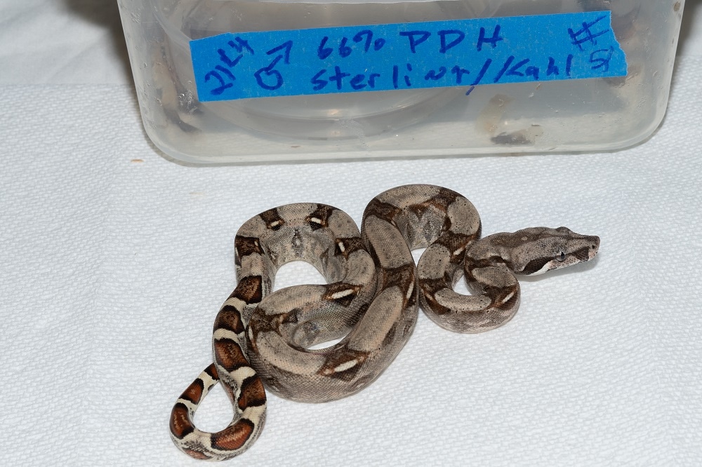 2021 L4 Pos DH Sterling Kahl Boa Constrictor by Mainely Boas - MorphMarket