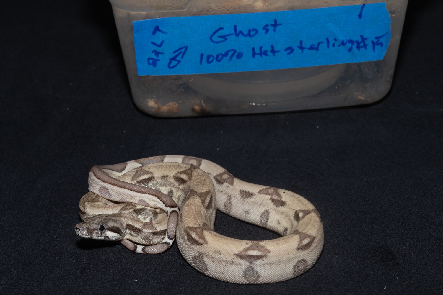 Ghost Het Sterling Boa Constrictor by Mainely Boas - MorphMarket