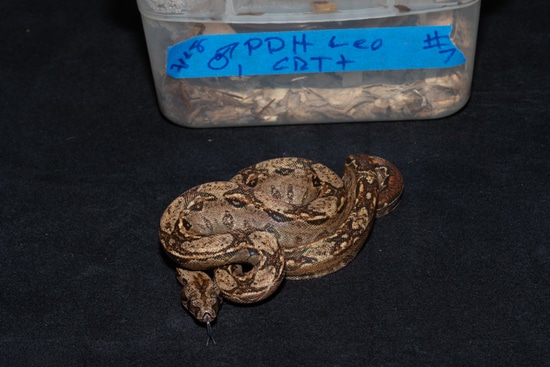 Pos Het Leopard Pos Het Costa Rican T Boa Constrictor by Mainely Boas