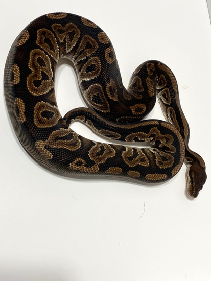 Black Pastel Ball Python by Maine’s Morph Creations