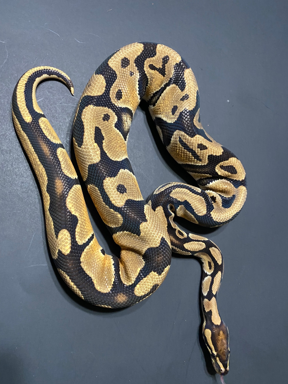 Breed Ready Orange Dream Ball Python by Maine’s Morph Creations ...