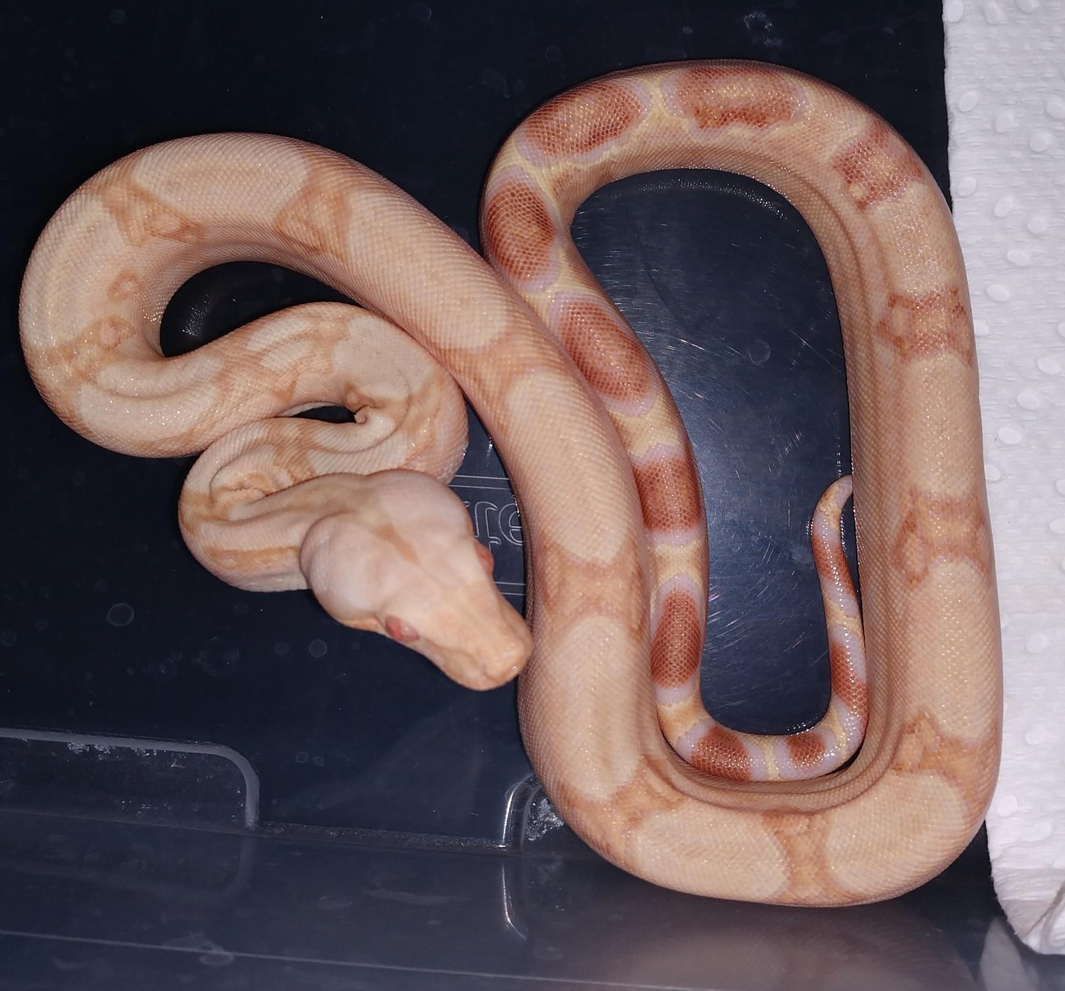 Sharp Albino 66% Blood Boa Constrictor by Jay's Boas - MorphMarket
