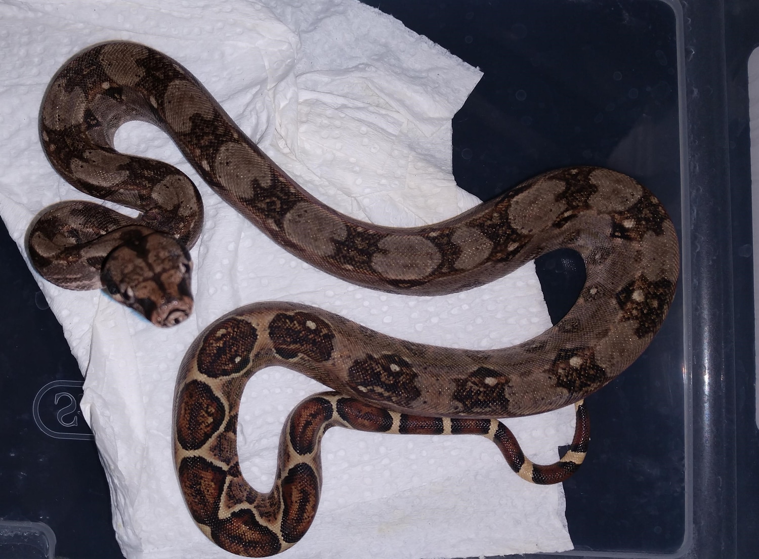 66% Double Het Sharp Albino/Blood Boa Constrictor by Jay's Boas ...