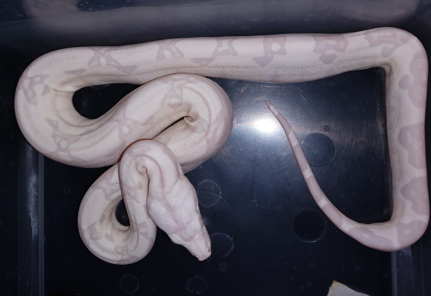 Moonglow Boa Constrictor by Jay's Boas - MorphMarket