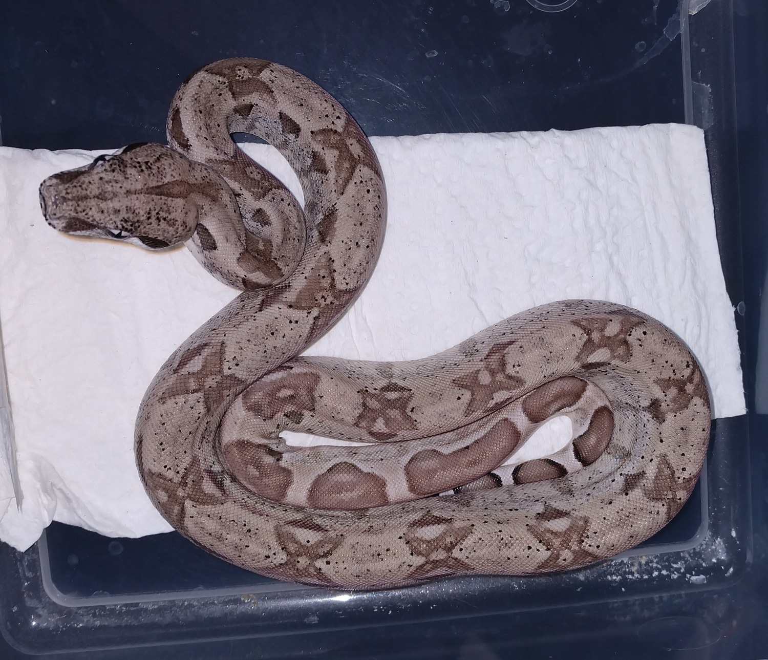 Ghost Het Kahl Boa Constrictor by Jay's Boas - MorphMarket