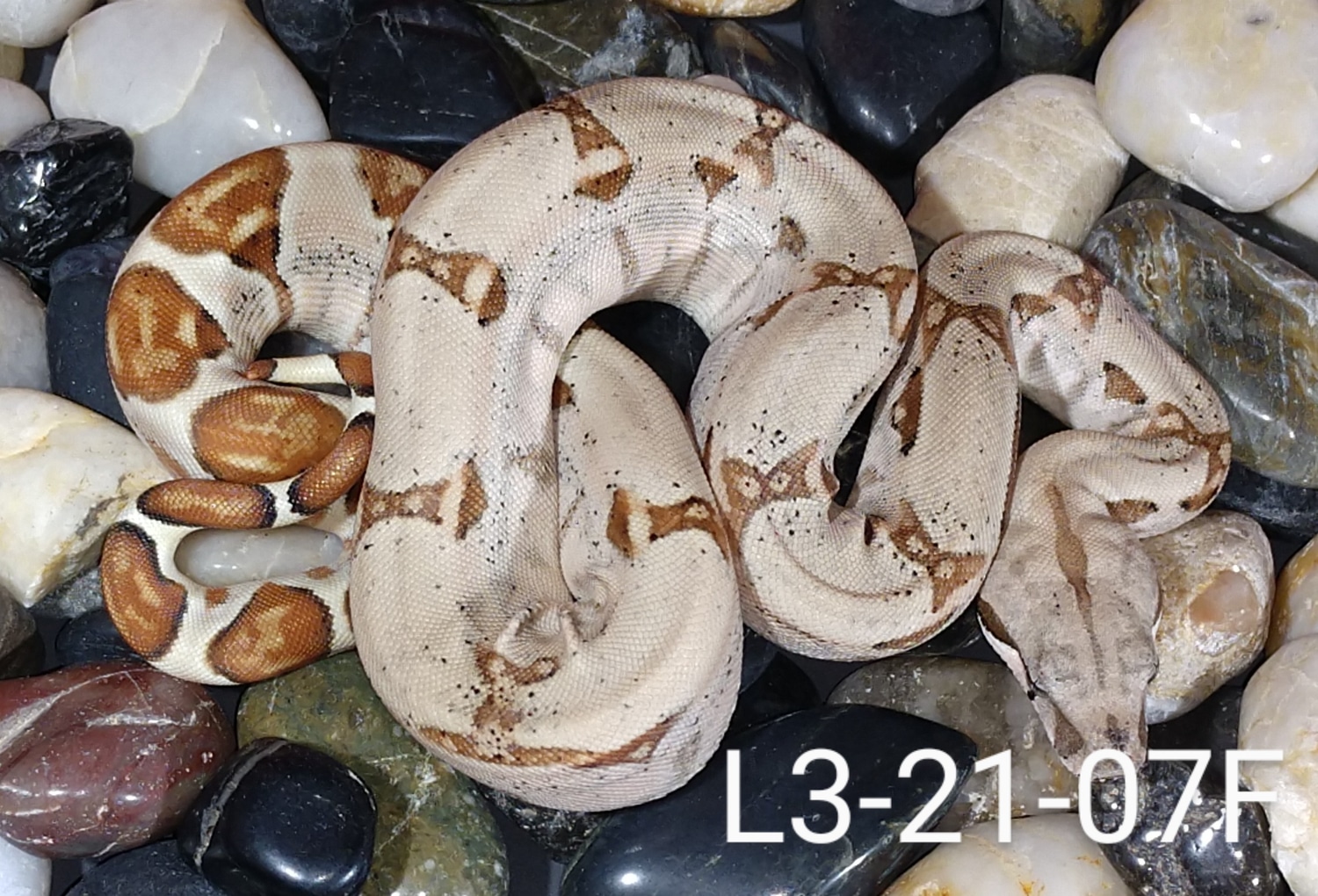 Hypo Het Moonglow Boa Constrictor by Jay's Boas - MorphMarket
