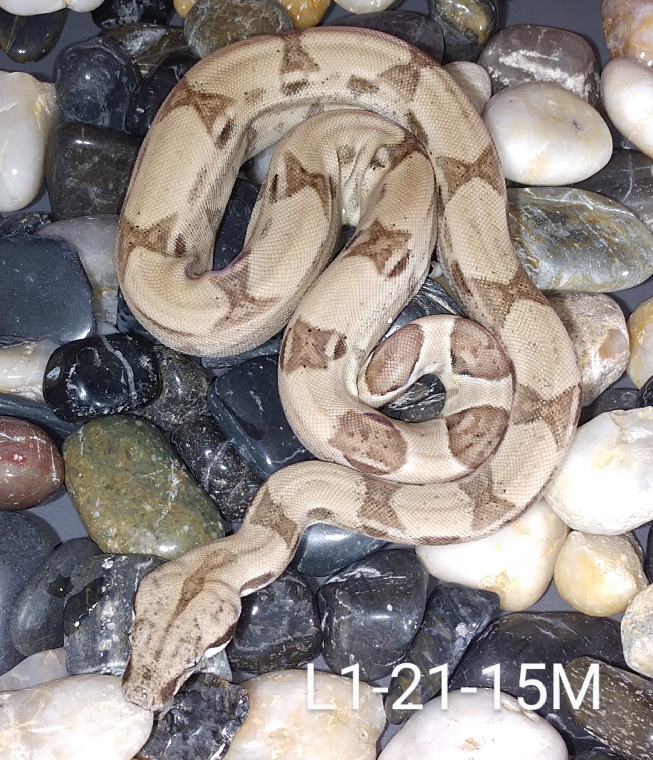 Ghost Het Moonglow Boa Constrictor by Jay's Boas - MorphMarket