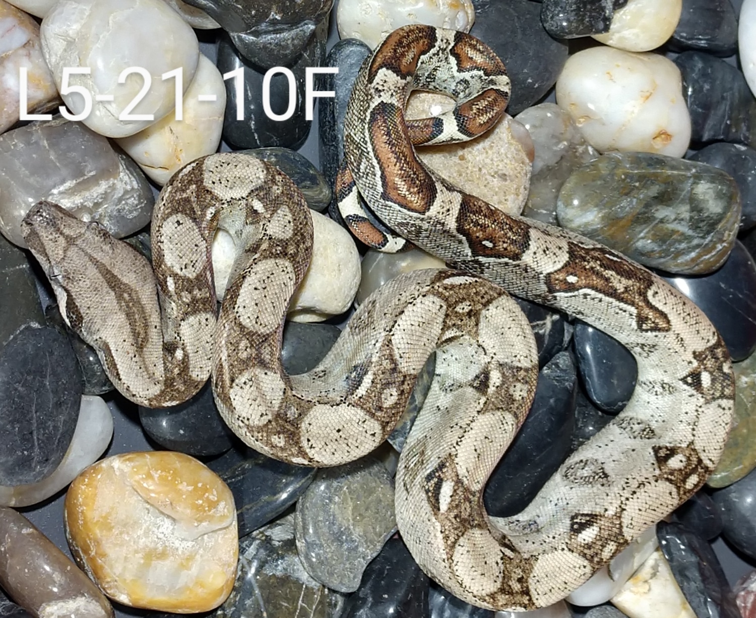 Het Snow Boa Constrictor by Jay's Boas - MorphMarket